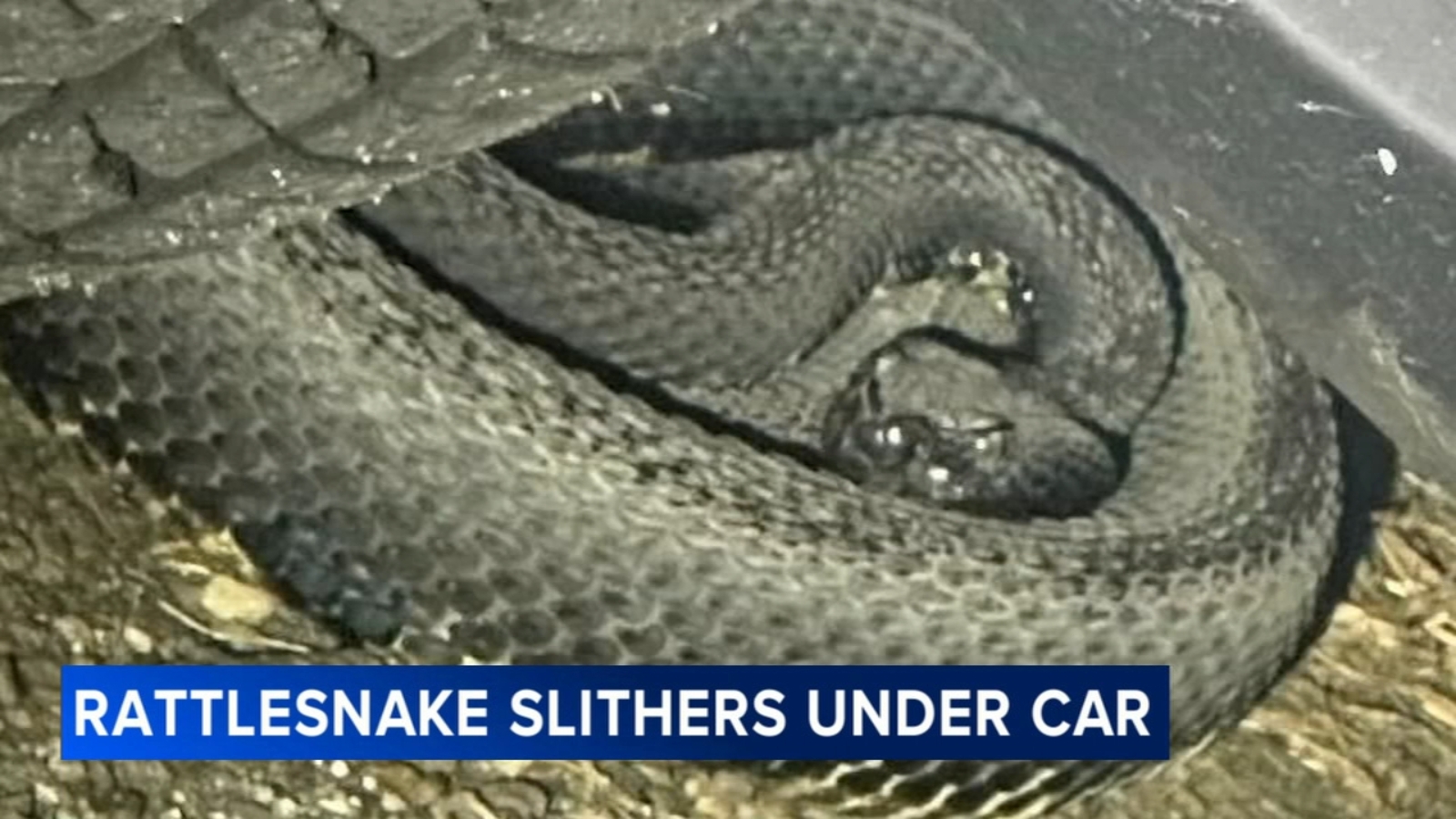 Unusual rattlesnake sighting in Willistown Township, Chester County, surprises residents - 6abc ...