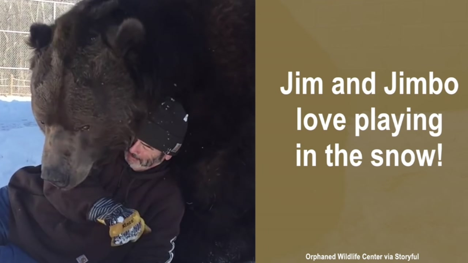 Man plays with 1,500 pound Kodiak bear - ABC13 Houston