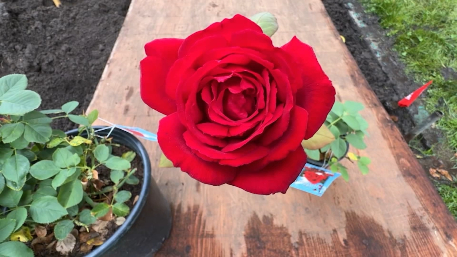 Specially-developed Grateful Dead roses on display at Golden Gate Park ...