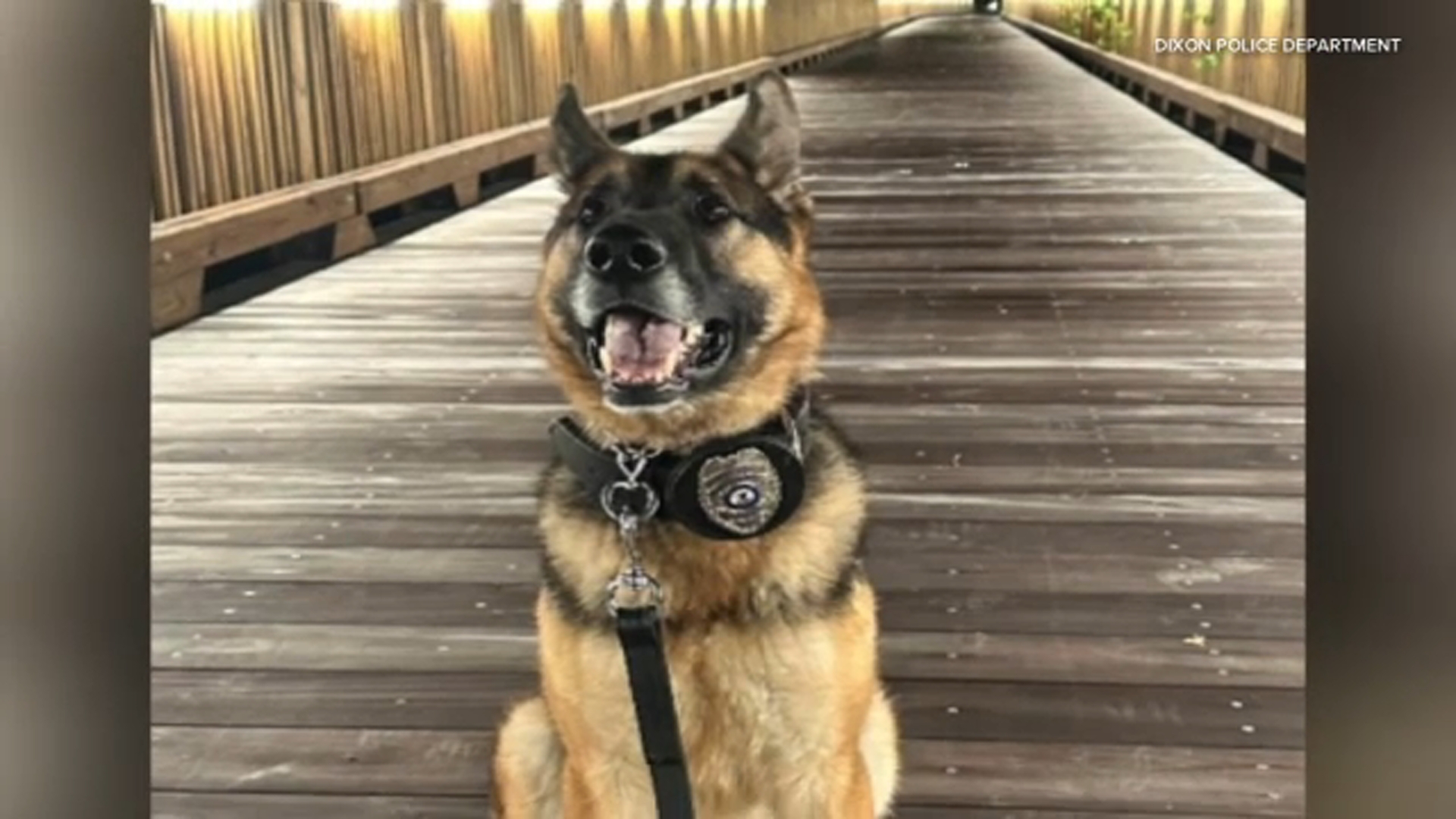 Missing dog: Dixon Police Department says missing German Shepherd K-9 ...