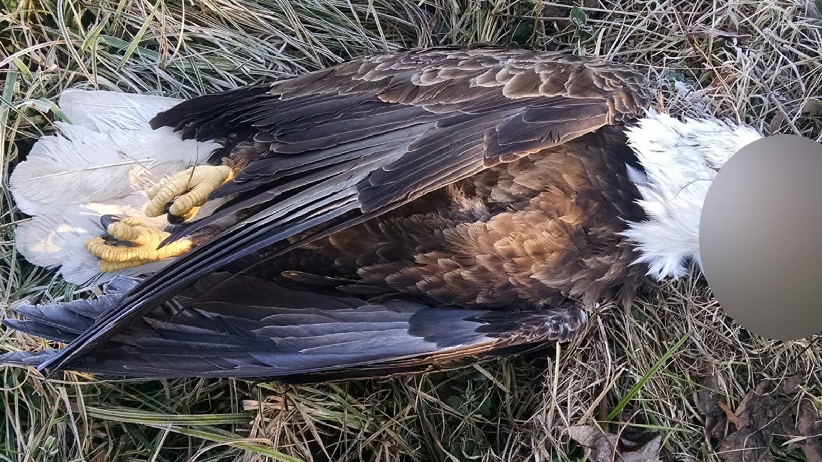 Bald eagle shot in Chatham County - ABC11 Raleigh-Durham