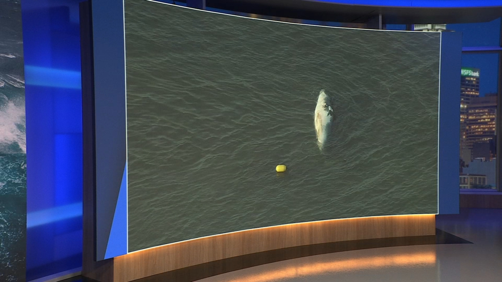 New details on death of whale that knocked woman from boat in Barnegat ...