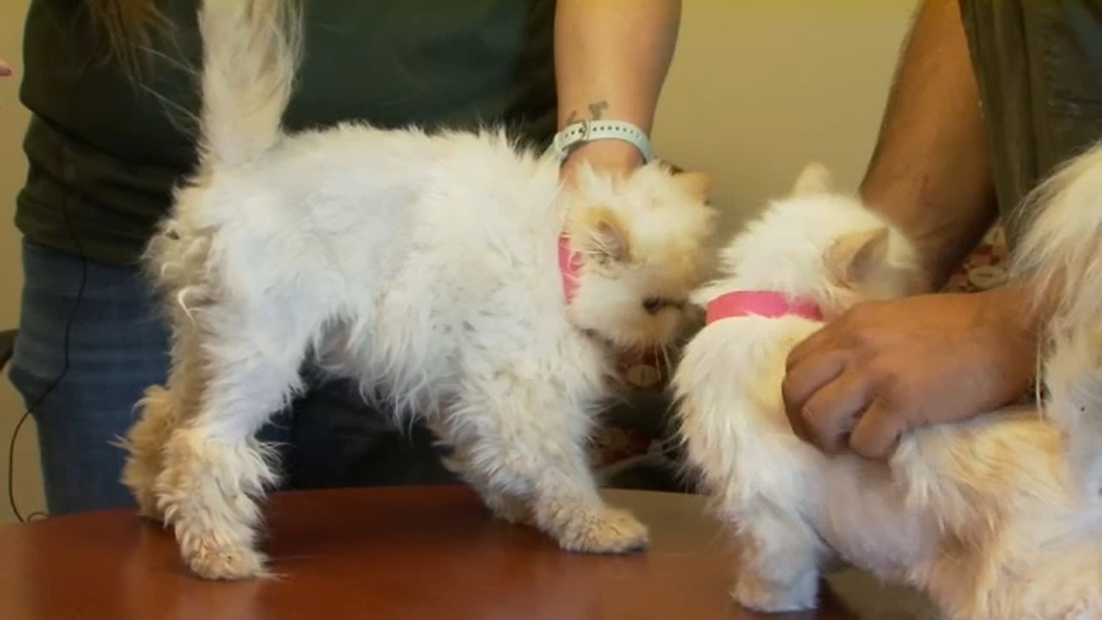 Dozens of cats found in U-Haul in Merced County continue to recover ...