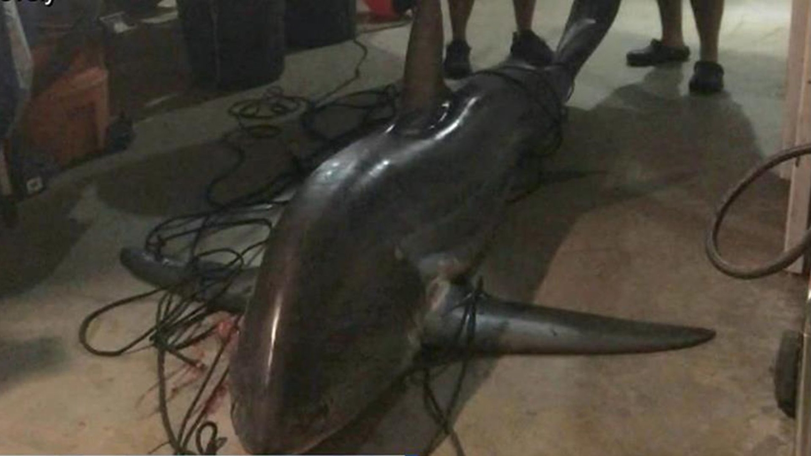 Fishermen catch massive 700-pound shark off Connecticut coast - ABC7 ...