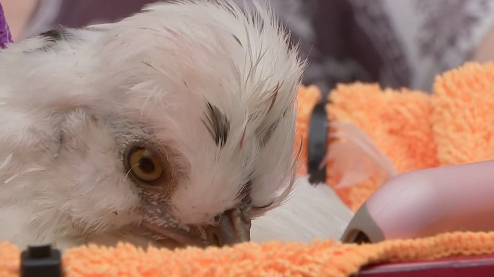 Nearly $4K needed to help chicken with backwards foot - ABC7 Chicago