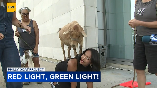 Philly Goat Project visits 6abc studio | What to know about the ...