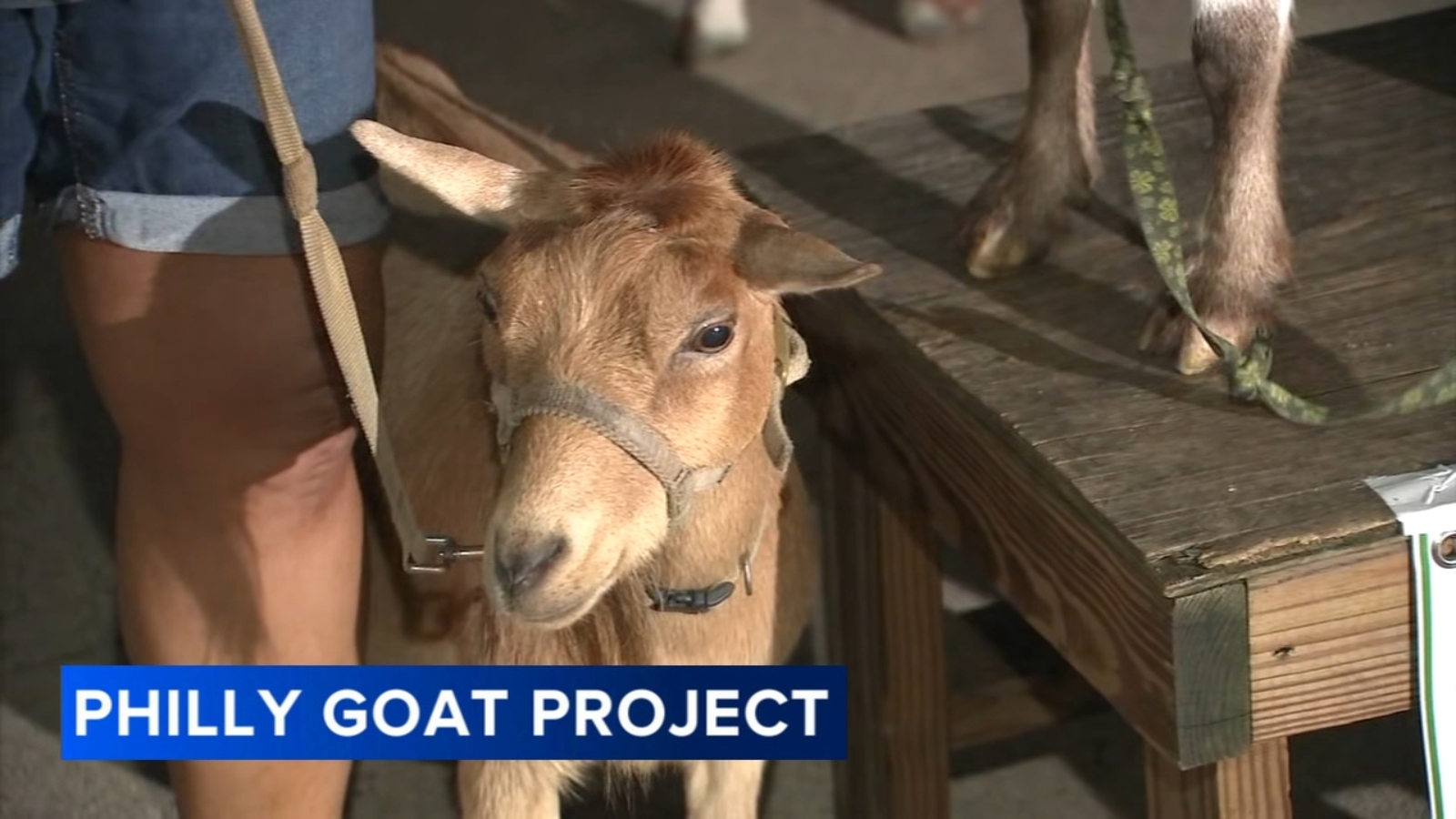 Philly Goat Project visits 6abc studio | What to know about the ...