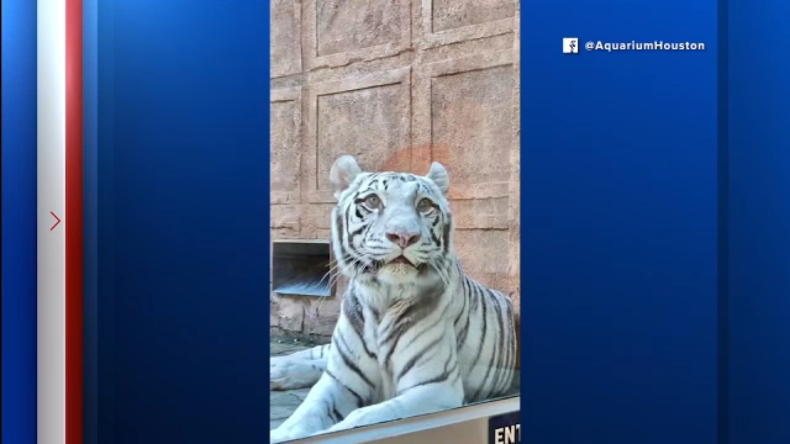 Houston's 21-year-old white Bengal tiger 'Marina' dies at The Downtown ...