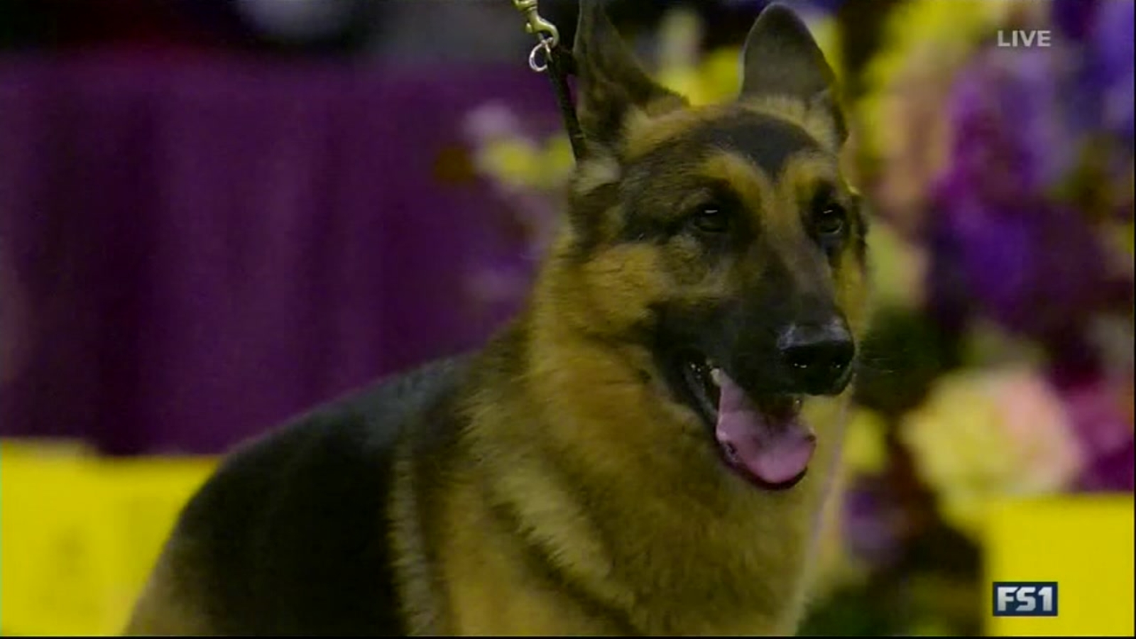 Rumor has it: German shepherd scores at Westminster Dog Show - ABC13 ...