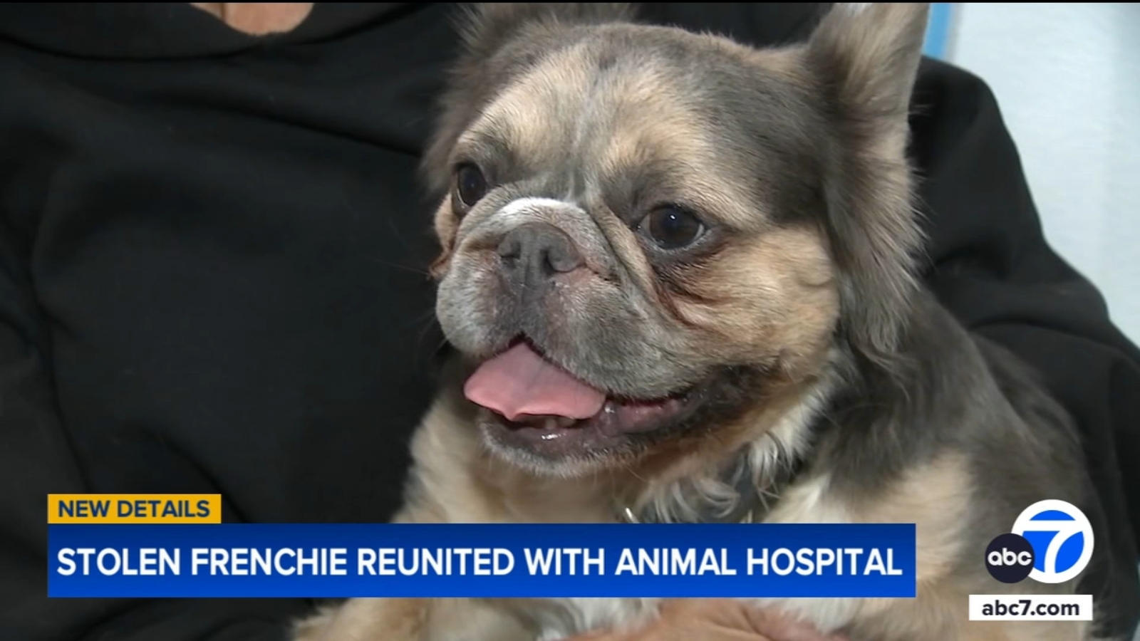 Stolen Frenchie back home in Gardena after owners pay troubling $5,000 ...