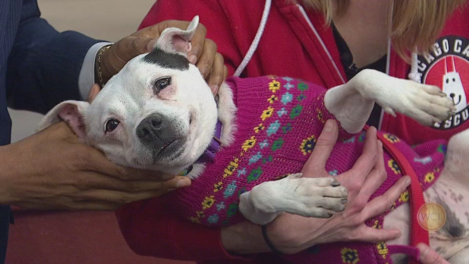 Chicago Canine Rescue helps animals in need - ABC7 Chicago