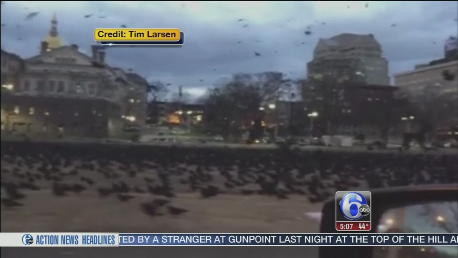 Noisy crows causing big mess in Trenton - 6abc Philadelphia