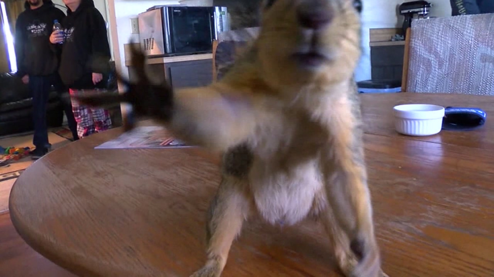 Man's pet squirrel attacks, runs off burglar - ABC11 Raleigh-Durham