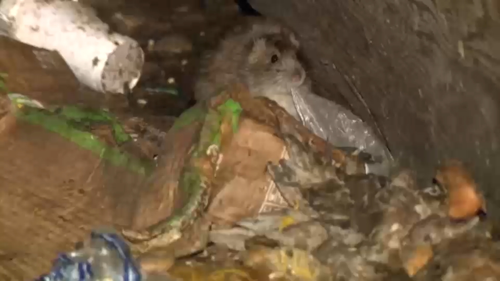 Mayor Adams announces rat sightings have declined for eight straight ...