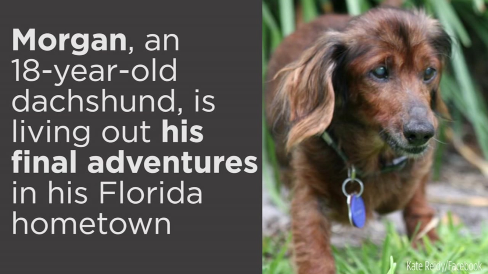 Senior dog living out bucket list adventure - ABC7 San Francisco