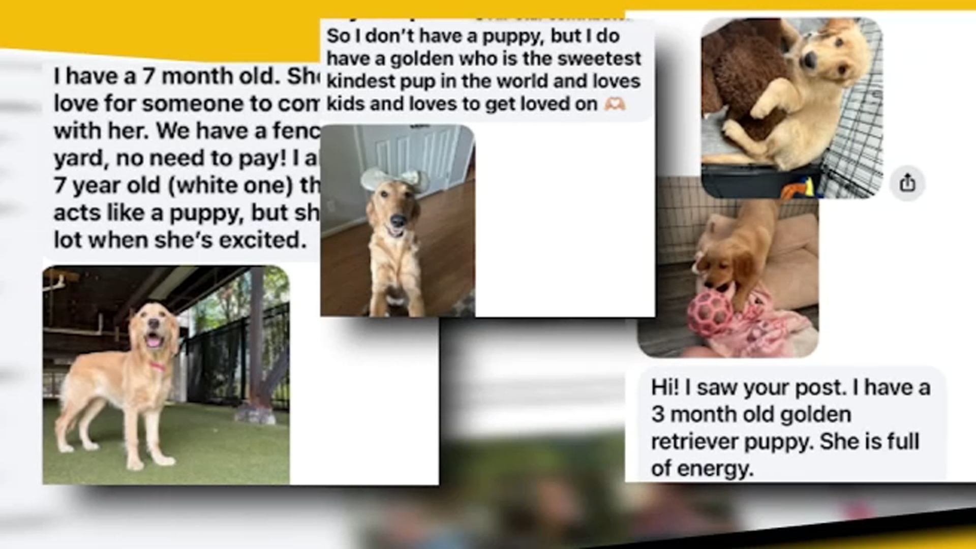 Dog play dates | Boy gets doggone surprise after mom posts his love for ...
