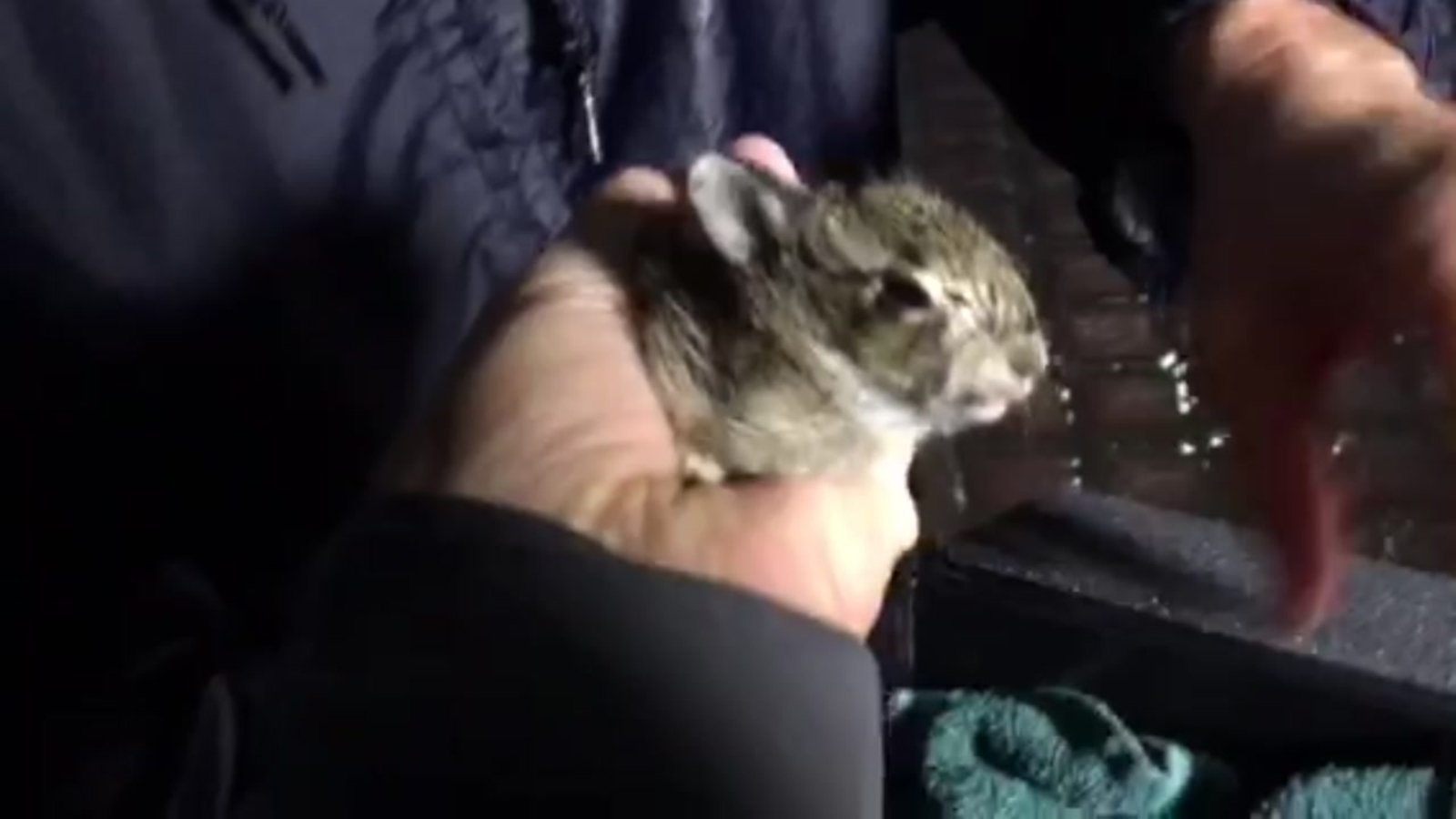 Stormy weather animal rescue - ABC13 Houston