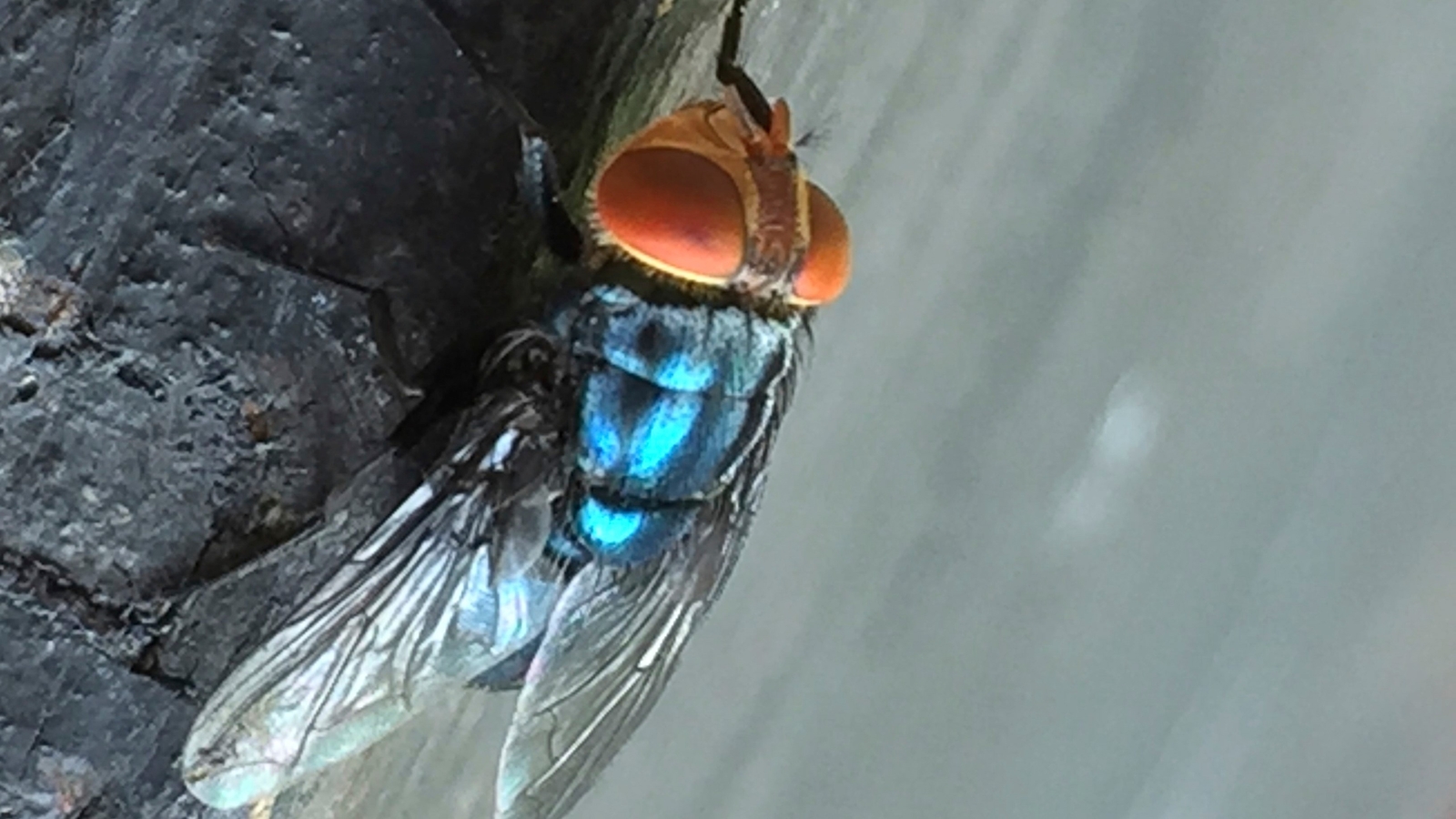 1st human case of flesh-eating parasite detected in US - ABC7 San Francisco