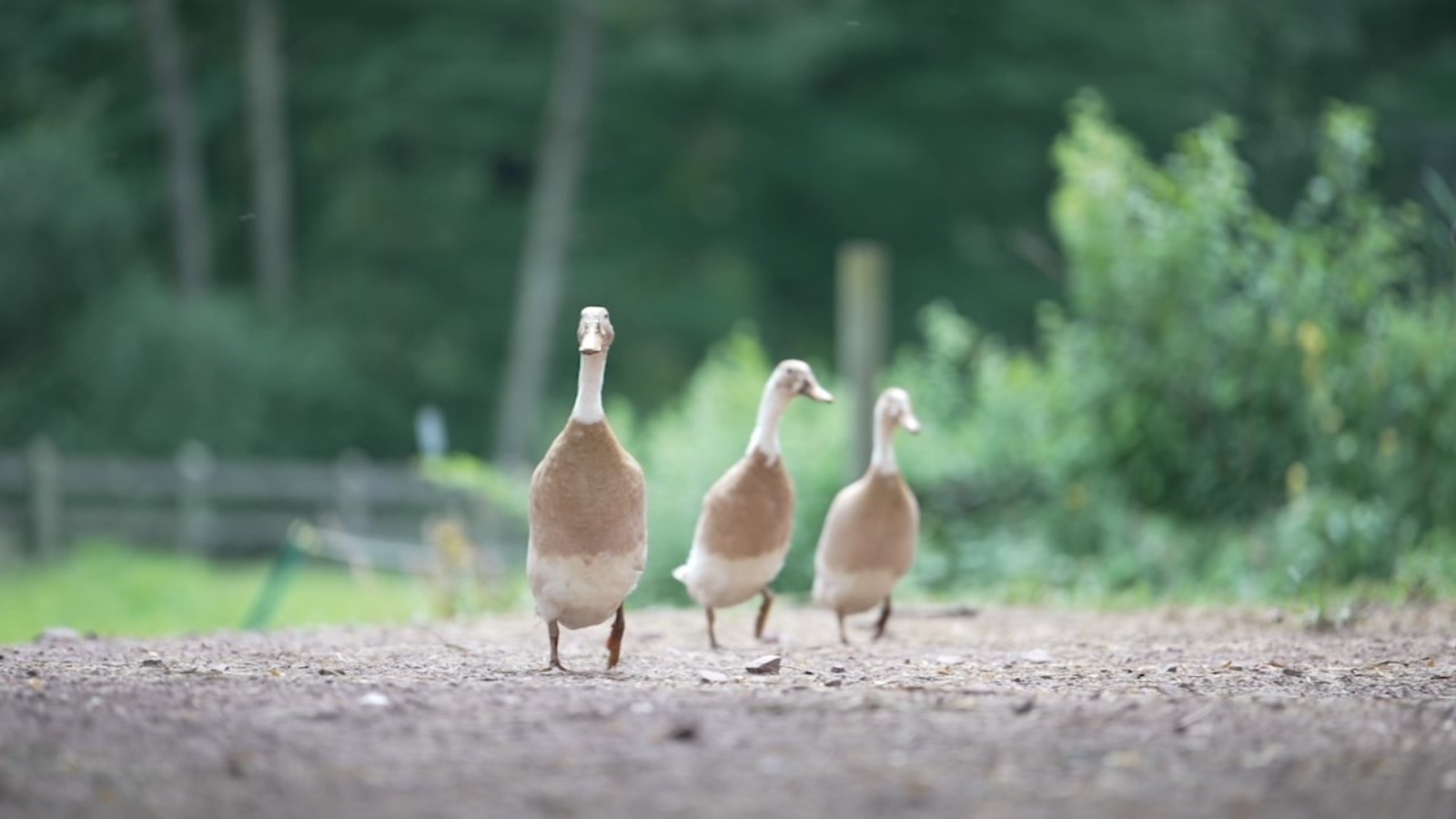 Pocono Television Network takes us to Daisy Field Farms - 6abc Philadelphia