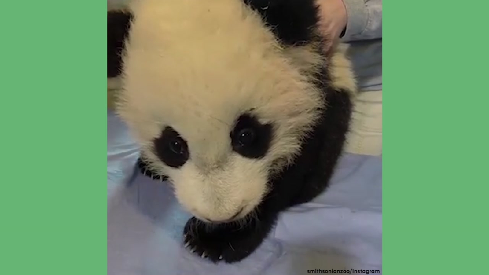 Say bye bye to Bao Bao the panda - ABC7 Los Angeles