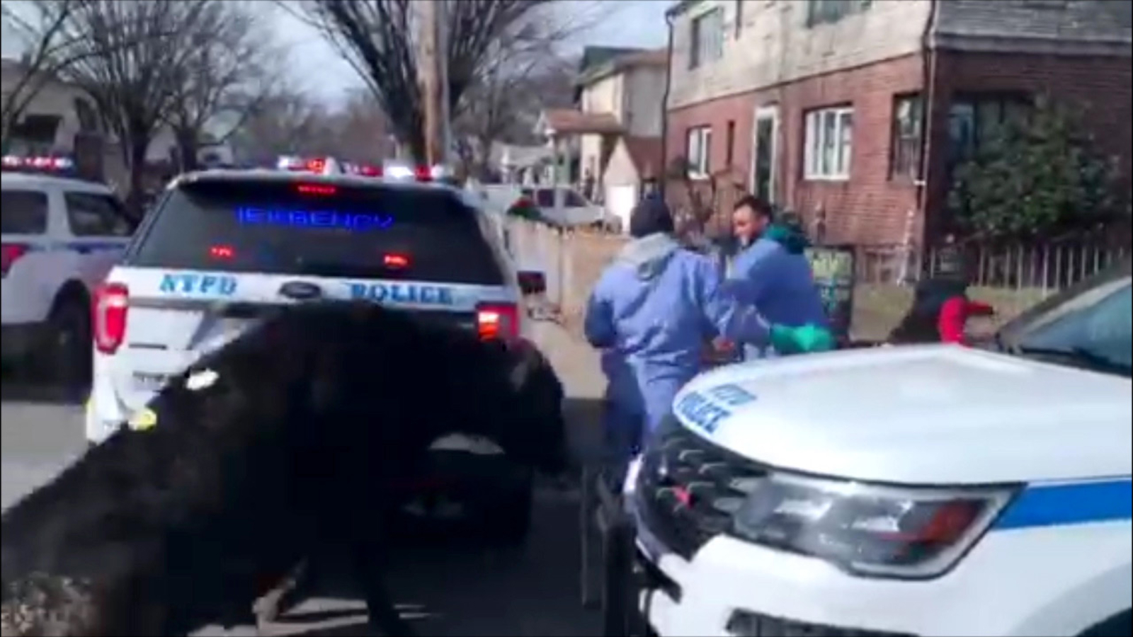 Bull captured after wild chase through New York has died - ABC11 ...