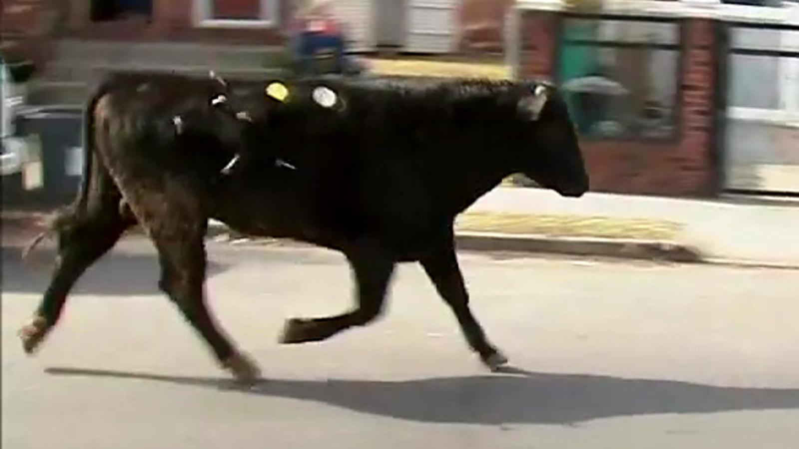 Bull dies after briefly breaking free from NY slaughterhouse - ABC7 Los ...