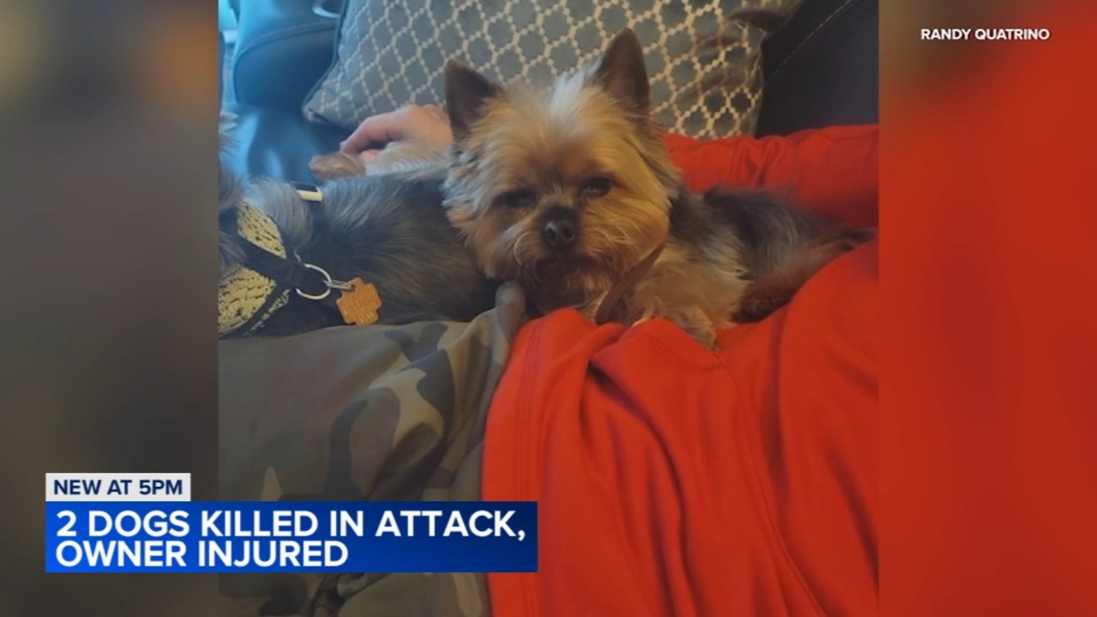 Streamwood woman injured, 2 dogs killed after neighbor's dogs attack ...