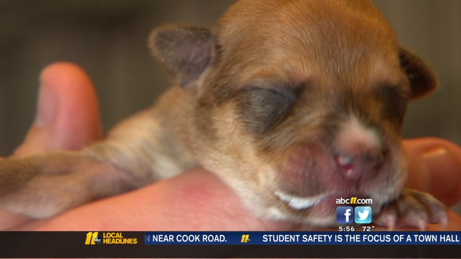 15 puppies in need of care and support - ABC11 Raleigh-Durham