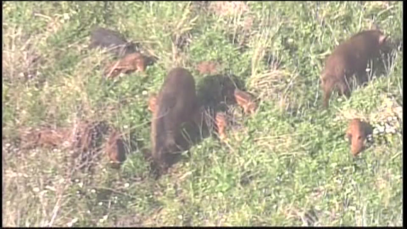 Texas approves feral hog hunting by hot air balloon - ABC13 Houston