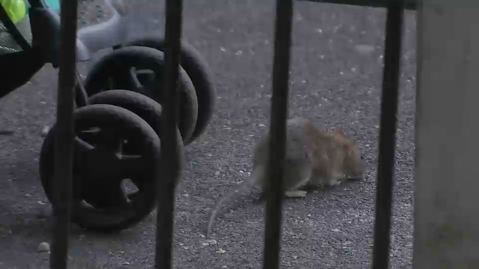 Parents fed up with rats at playgrounds inside Central Park - ABC7 New York