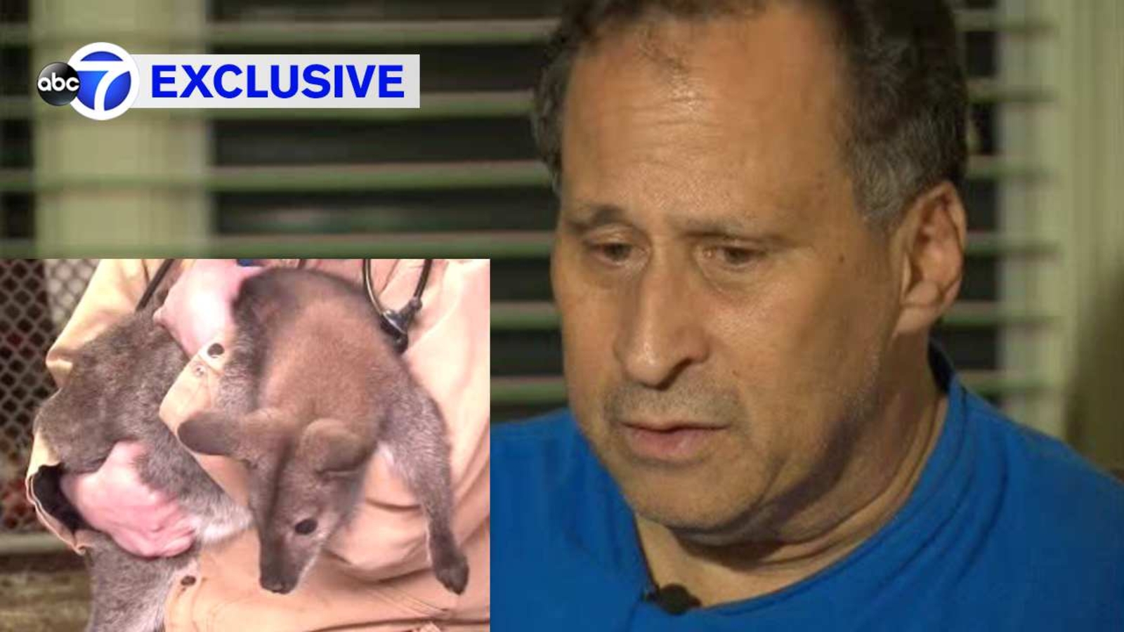 Exclusive: Long Island man talks about losing his pet wallaby to animal ...