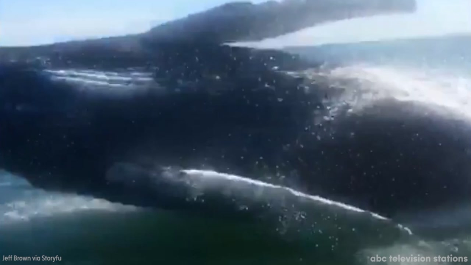Humpback whale makes big splash near Cape Henry, Virginia - ABC7 Los ...