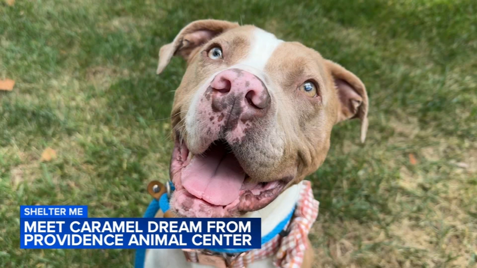 Shelter Me: Meet Caramel Dream! A 'dream' dog with a contagious energy ...