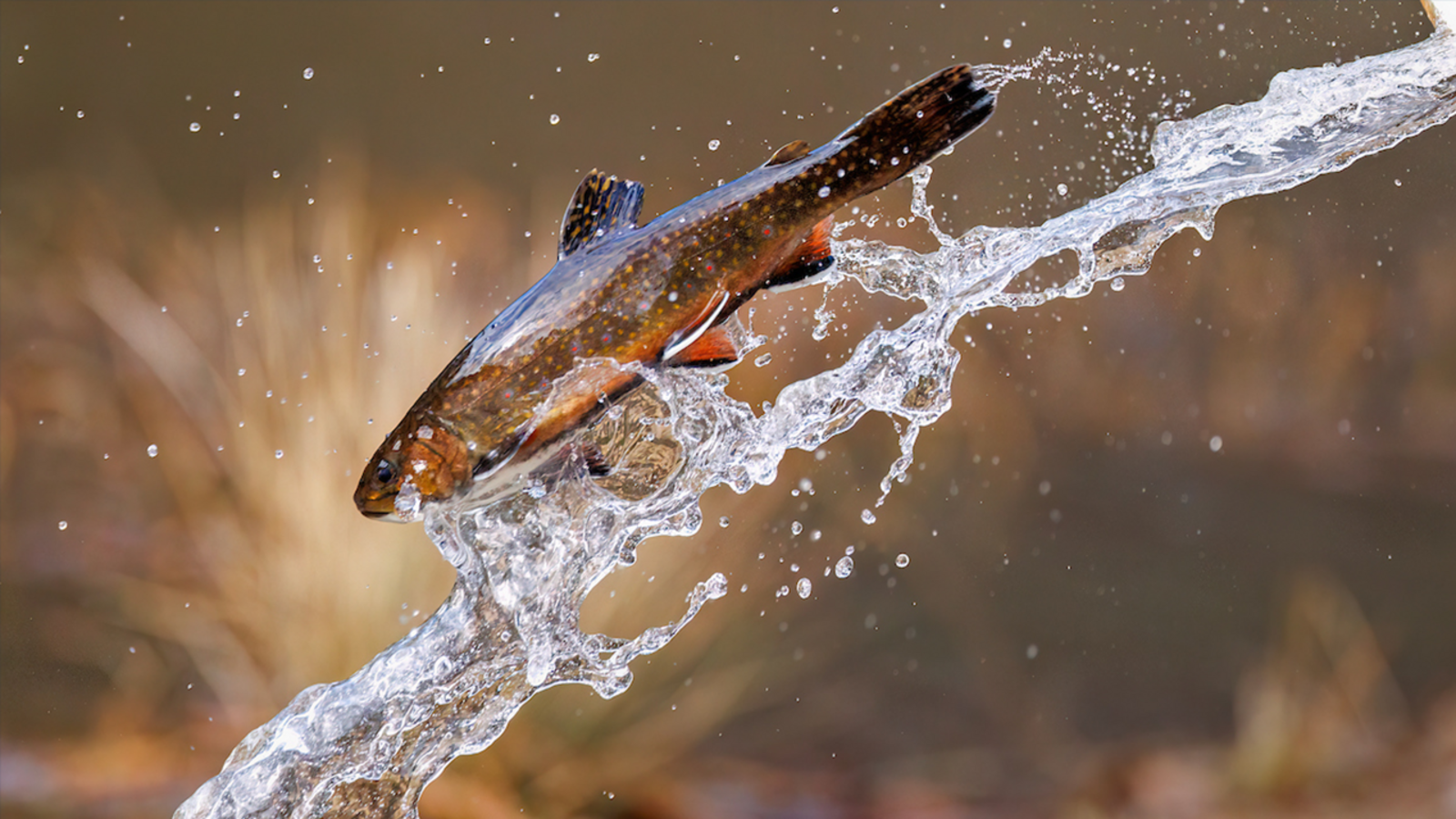Delayed Harvest Trout season to begin in October - ABC11 Raleigh-Durham