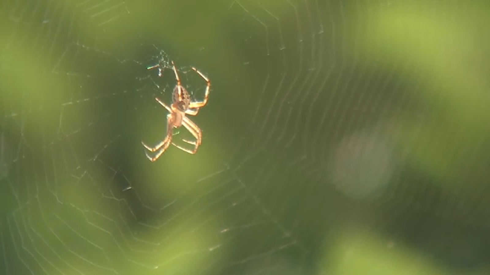 Spider bite or mosquito bite? How to tell the difference - and when to ...