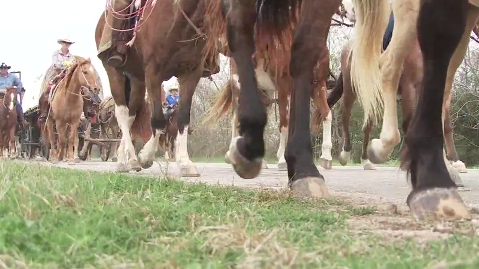 Rodeo trail riders feel the pinch of rising insurance costs - ABC13 Houston