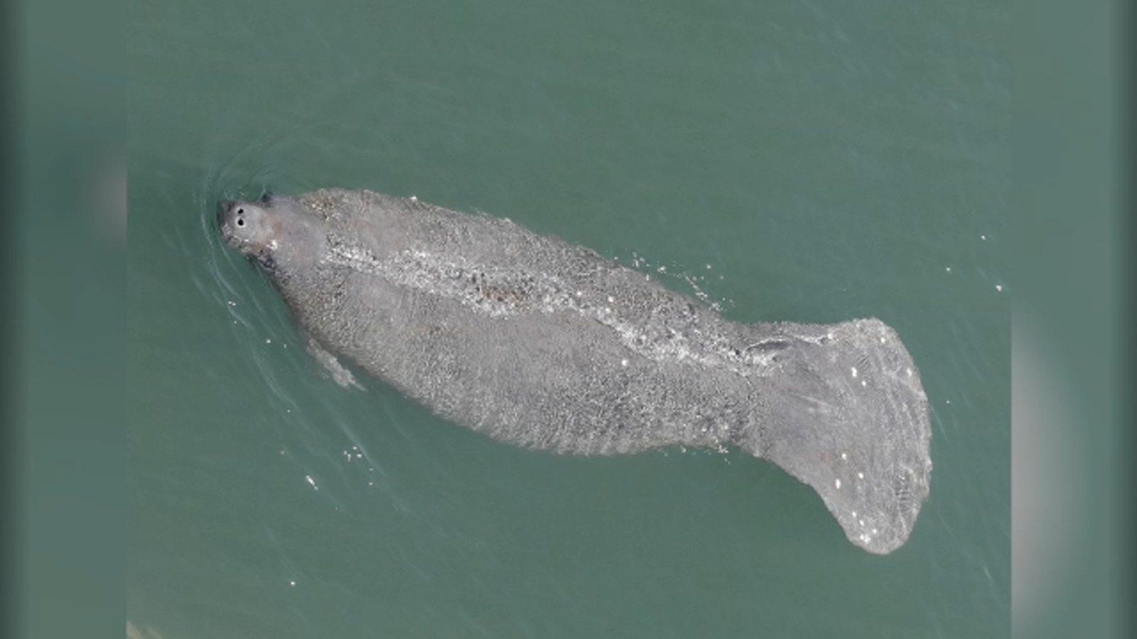 Florida manatee spotted along Jersey Shore, near the Shark River Inlet in Monmouth County - ABC7 ...