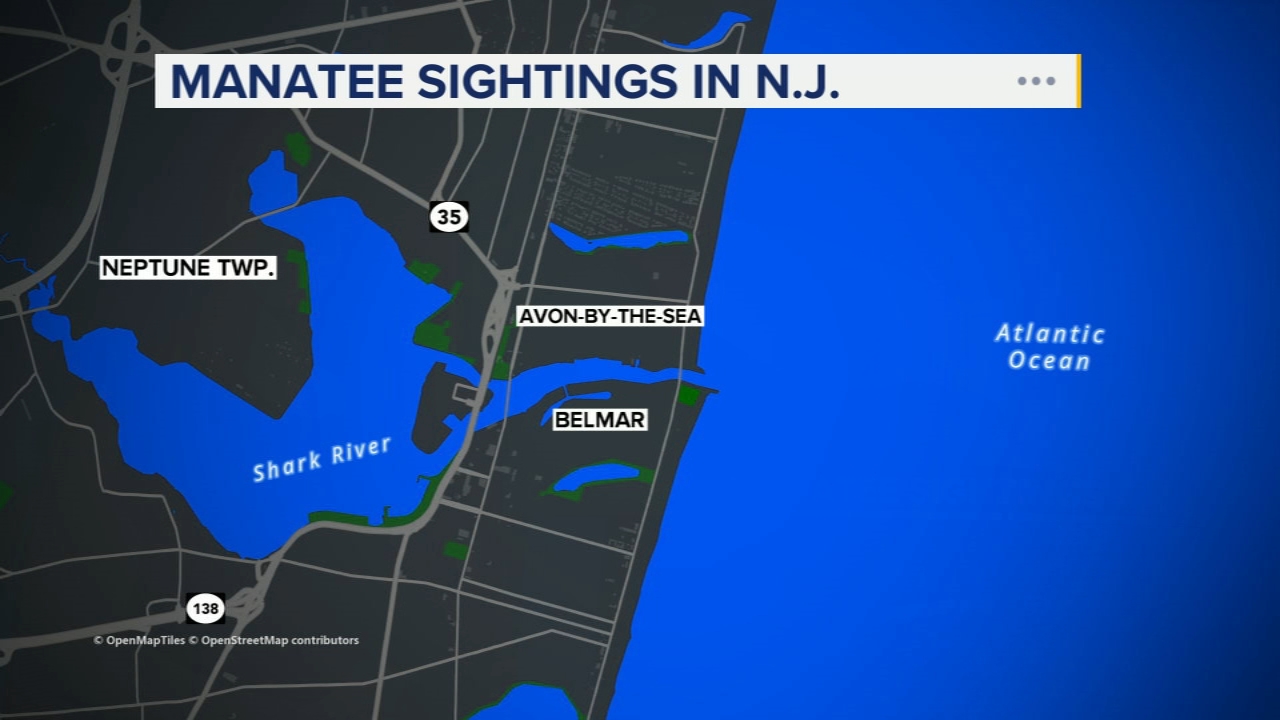 Florida manatee spotted along Jersey Shore, near the Shark River Inlet ...