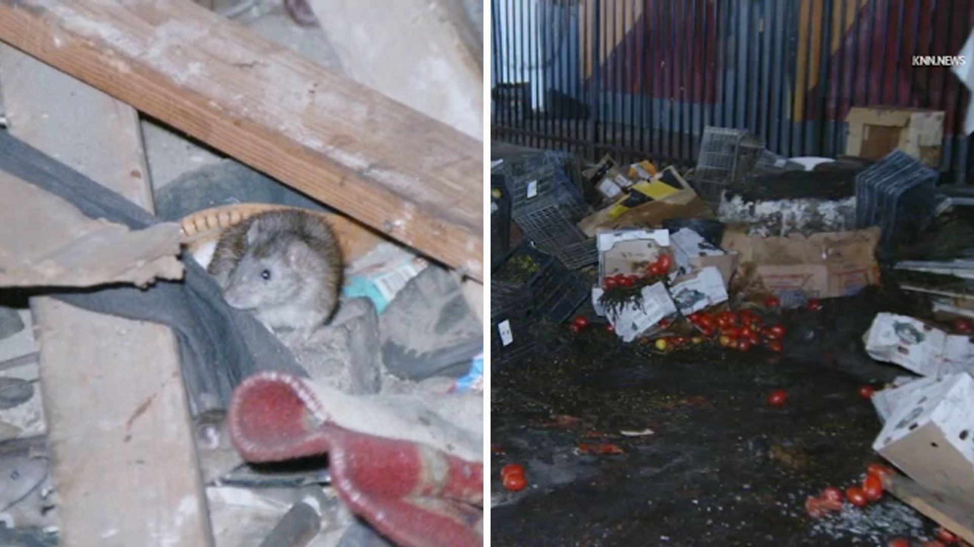 Piles of rotting produce on downtown Los Angeles street attract rats ...