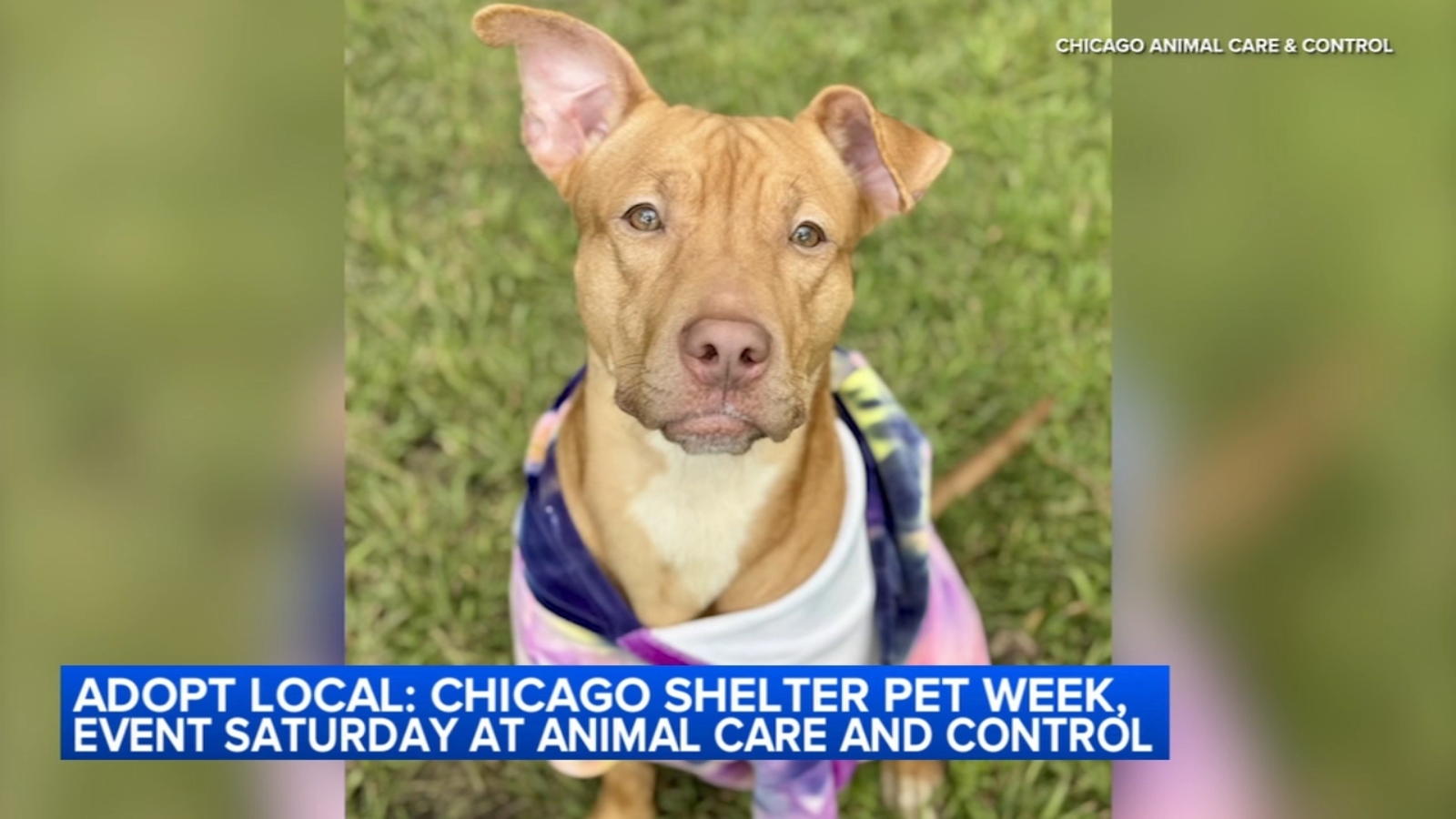 'Adopt Local: Chicago Shelter Pet Week' event to be held Saturday at ...