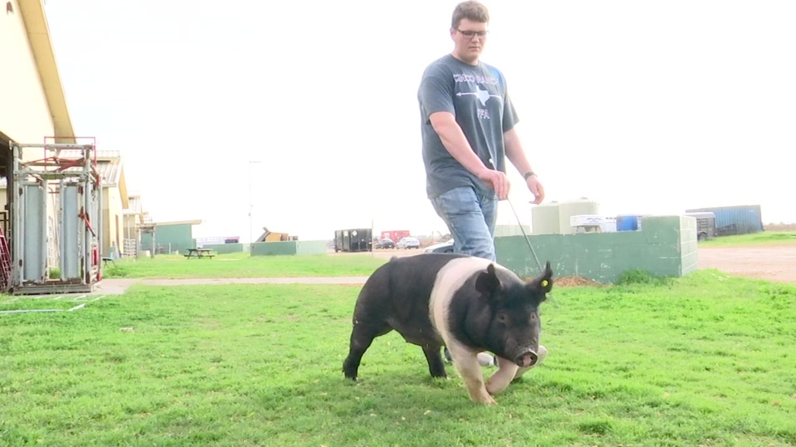 Katy teens prepare to show animals at Houston Livestock Show & Rodeo ...