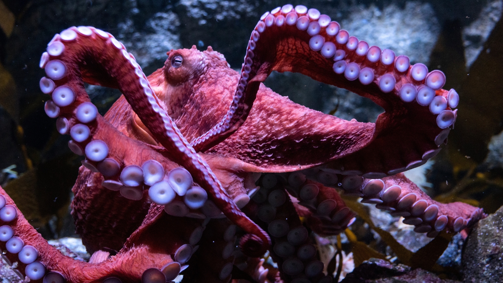Beloved octopus named Ghost at Aquarium of the Pacific spends final ...