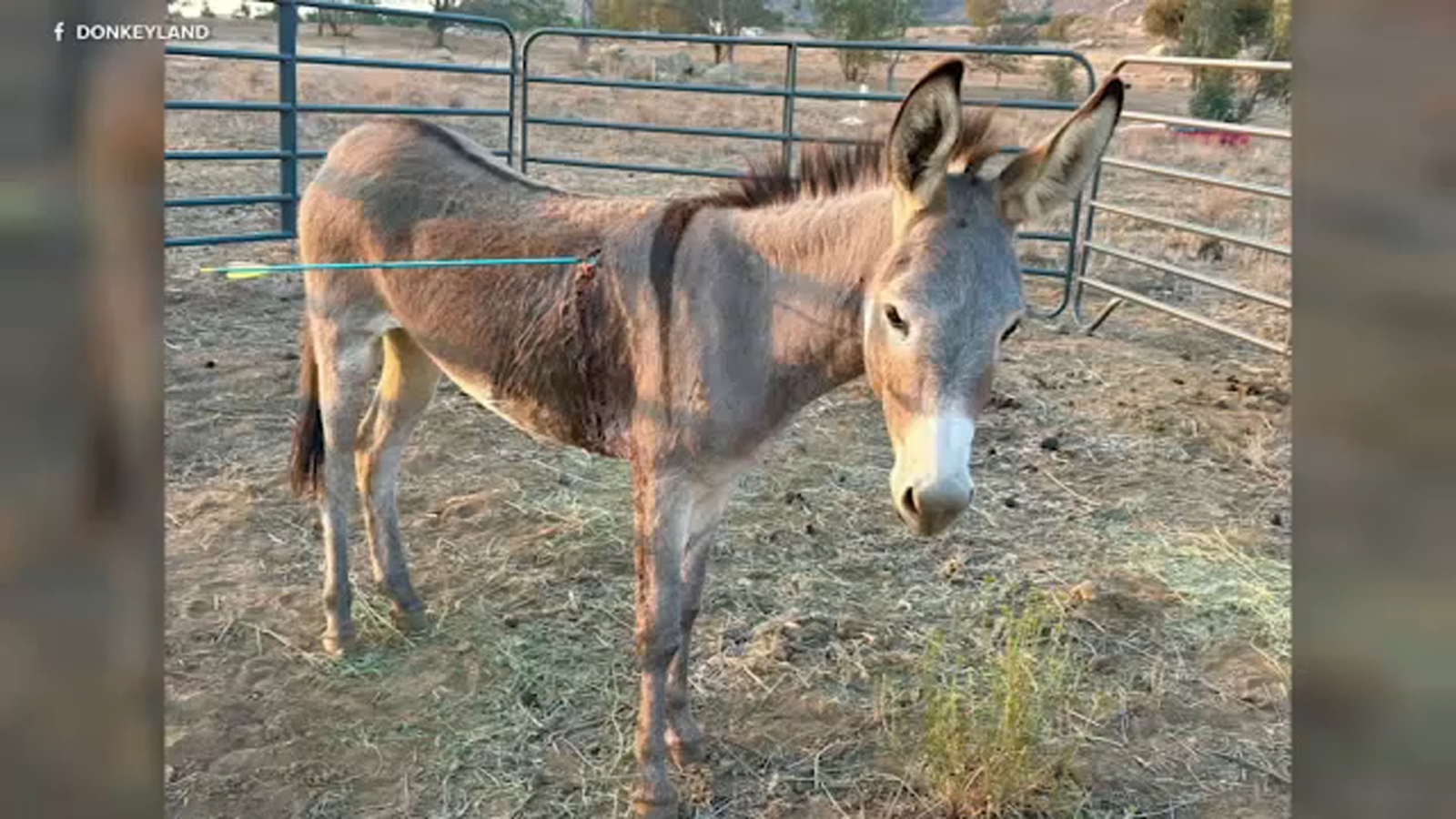 Riverside County law enforcement investigating attack on wild burro with bow and arrow - ABC7 ...