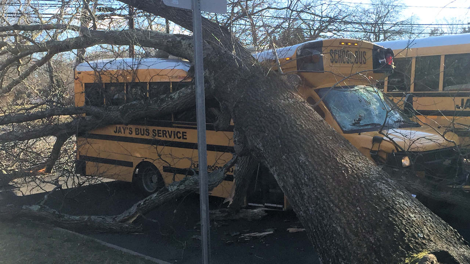 Tree falls on school buses - ABC7 Los Angeles