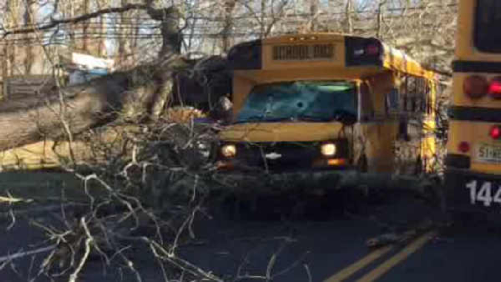 Photos: Large tree crushes pair of school buses in Lakewood - ABC7 New York