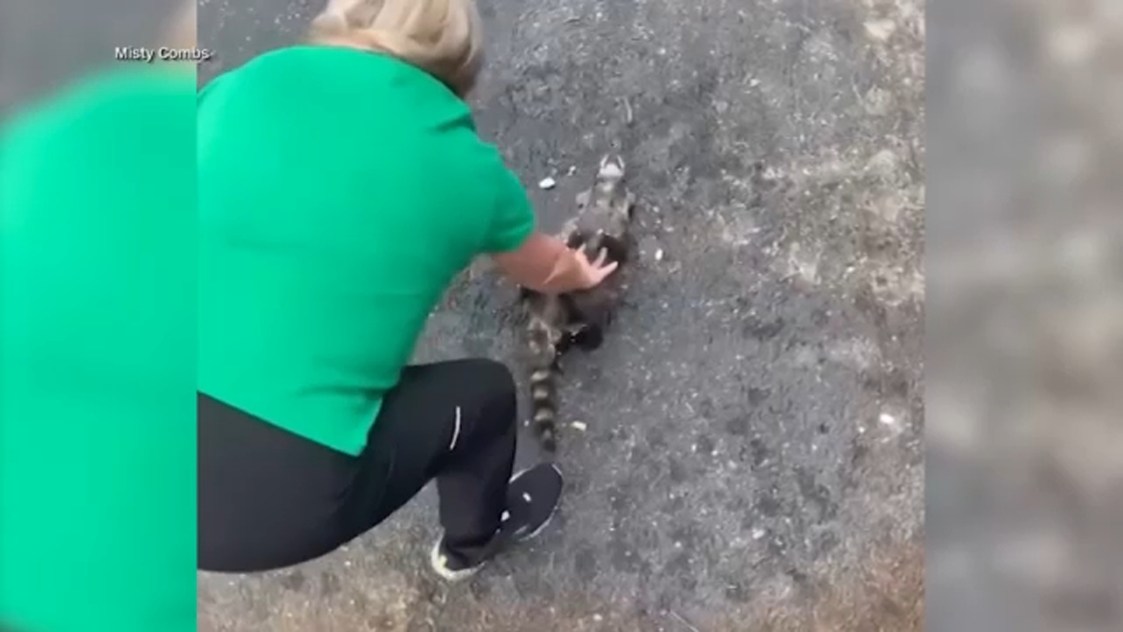 Nurse revives drunk raccoon found in dumpster with CPR - ABC11 Raleigh ...