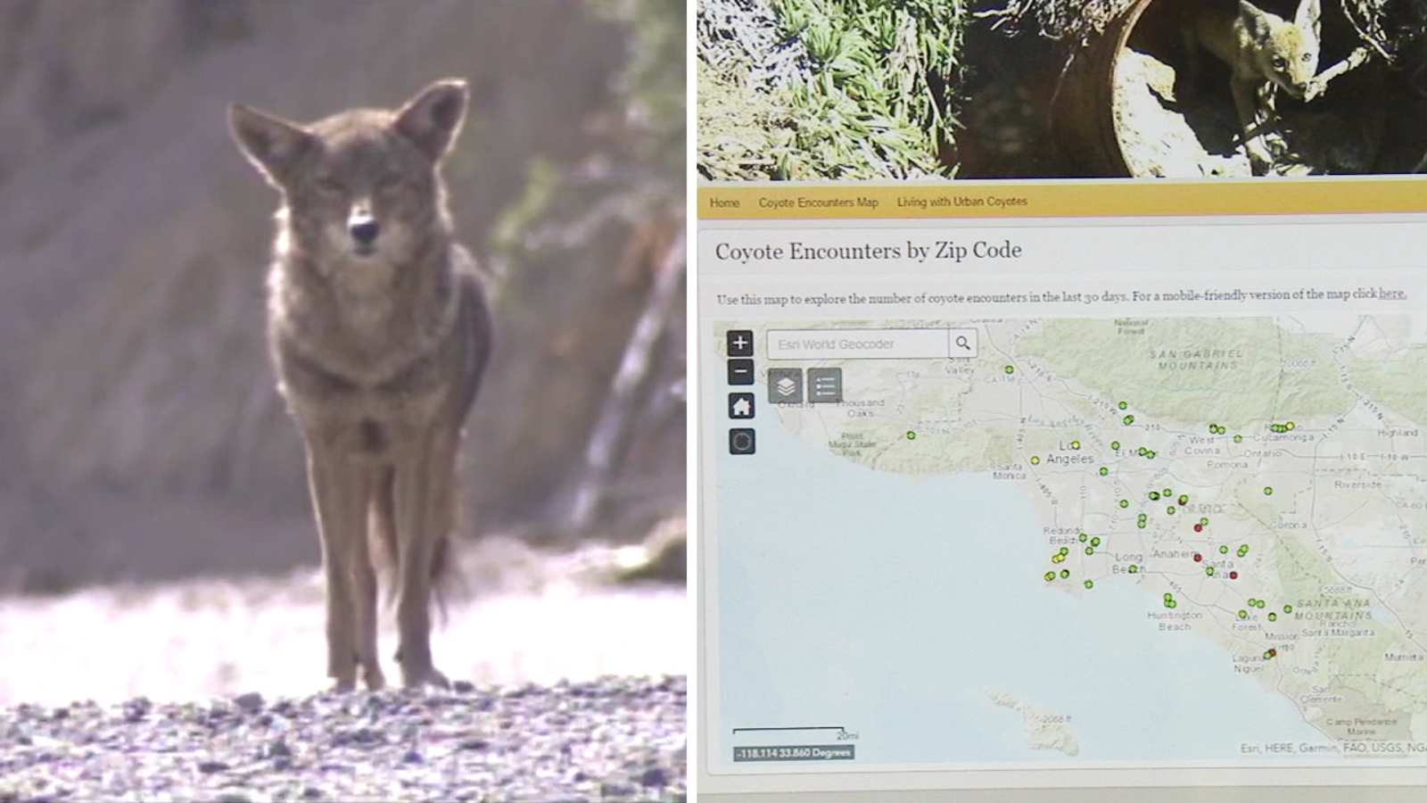 Researchers launch site to track coyote encounters - ABC7 Los Angeles