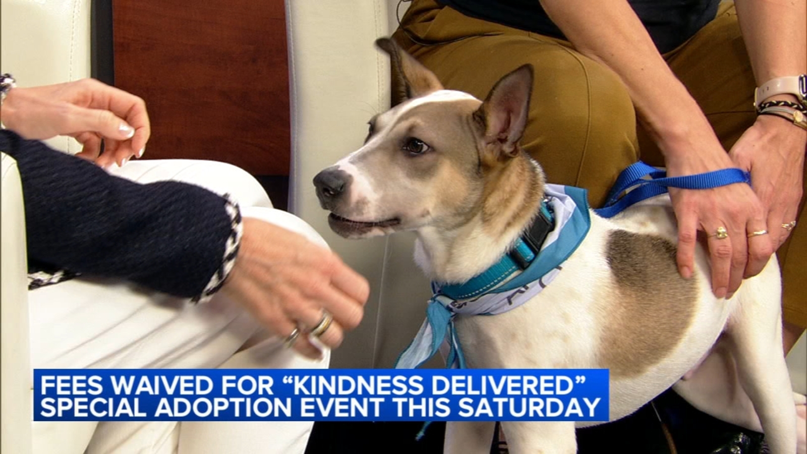 Anti-Cruelty hosting adoption event - ABC7 Chicago