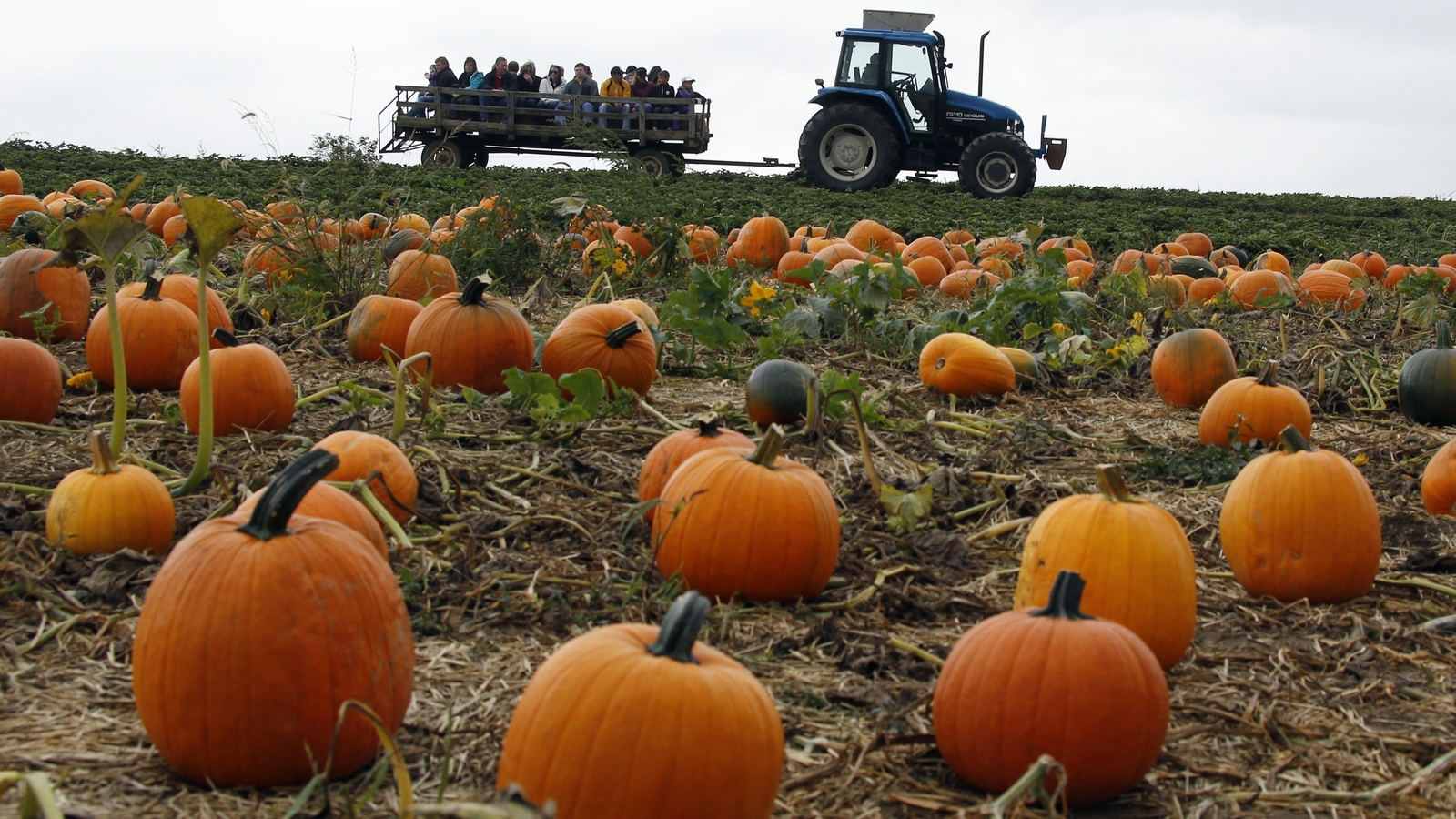 Most unique pumpkin patches across the Northeast - 6abc Philadelphia