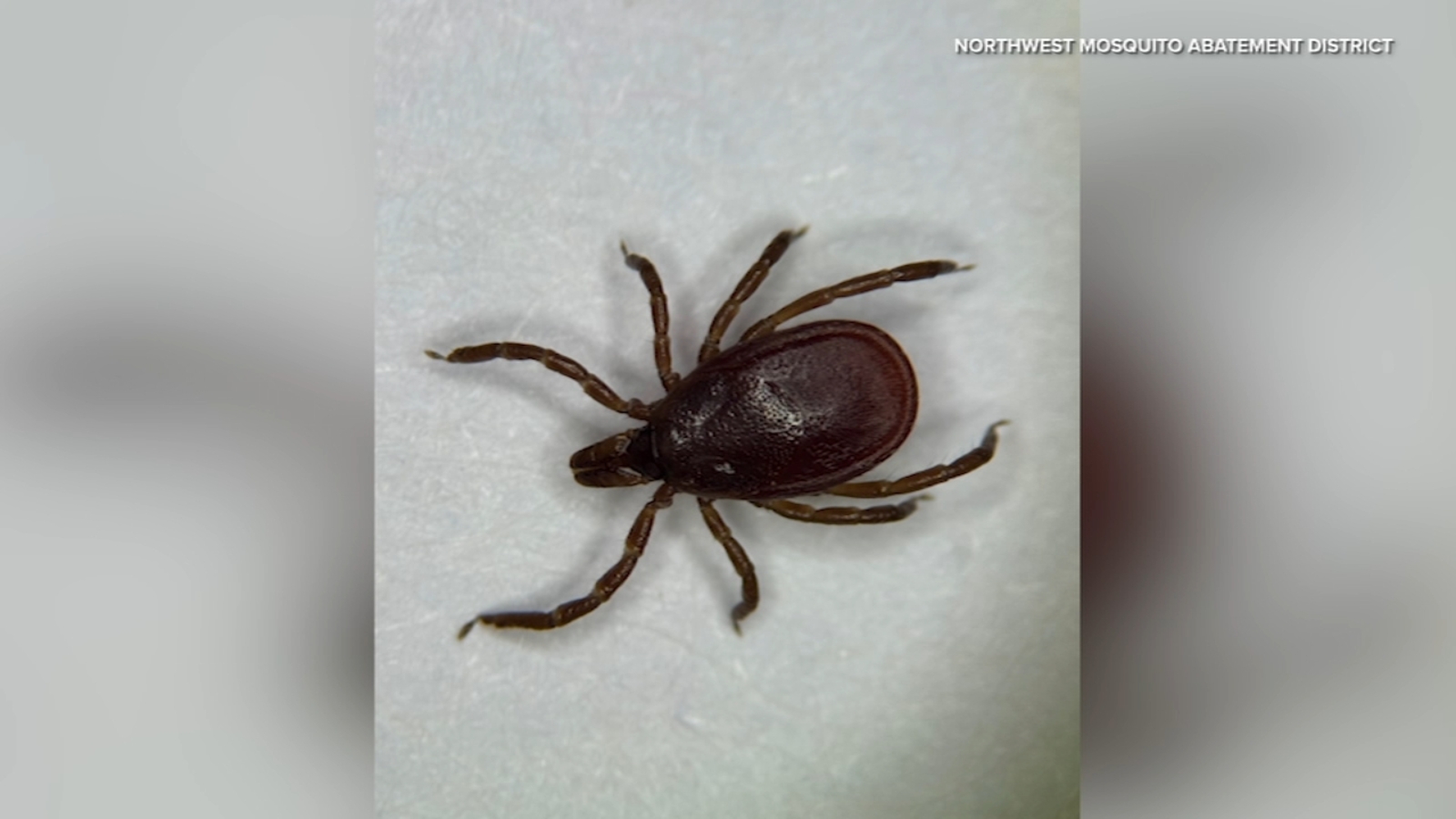 Illinois could be facing 'tick invasion,' experts warn of possible ...